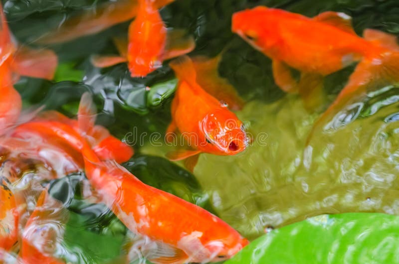 Petit Poisson Rouge Dans Un étang Photo stock - Image du regarder ...