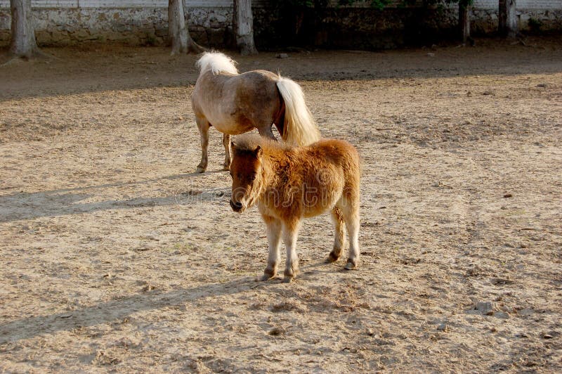 Petit Poney Mignon Photos Stock - Téléchargez 2,877 Photos libres de droits