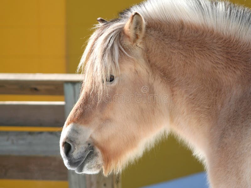 Petit Poney Mignon Photos Stock - Téléchargez 2,877 Photos libres de droits