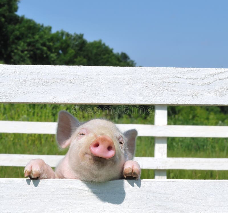Petit porc photo stock. Image du jour, porcs, agriculture - 17527672