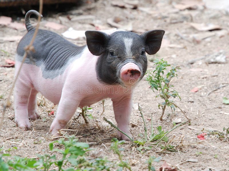 Petit porc image stock. Image du blanc, bétail, oreille - 9163703