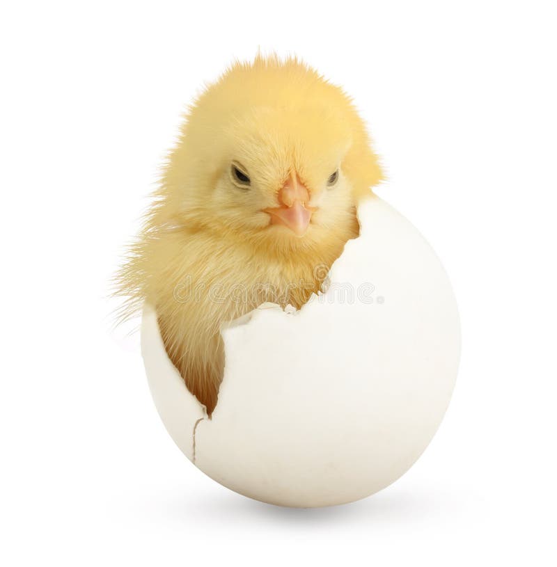 Poulet Mignon Avec Des Oeufs Image stock - Image du nana, soin: 19857065