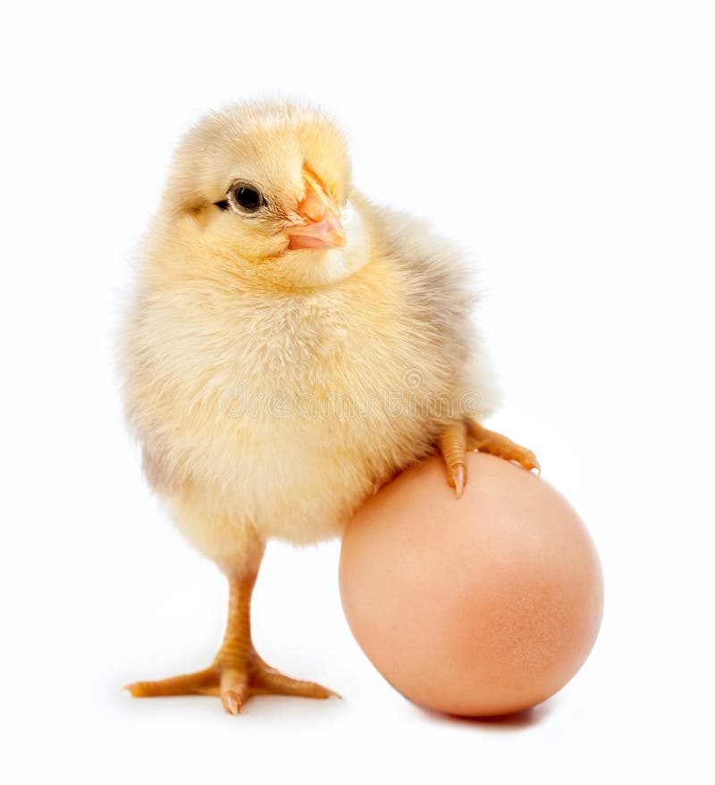 Poulet en oeuf photo stock. Image du mignon, chéri, trappe - 17765192