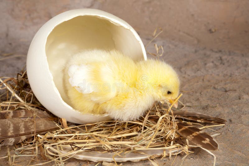 Petit Poussin De Grands Oeufs Photo stock - Image du poulet, autruche ...