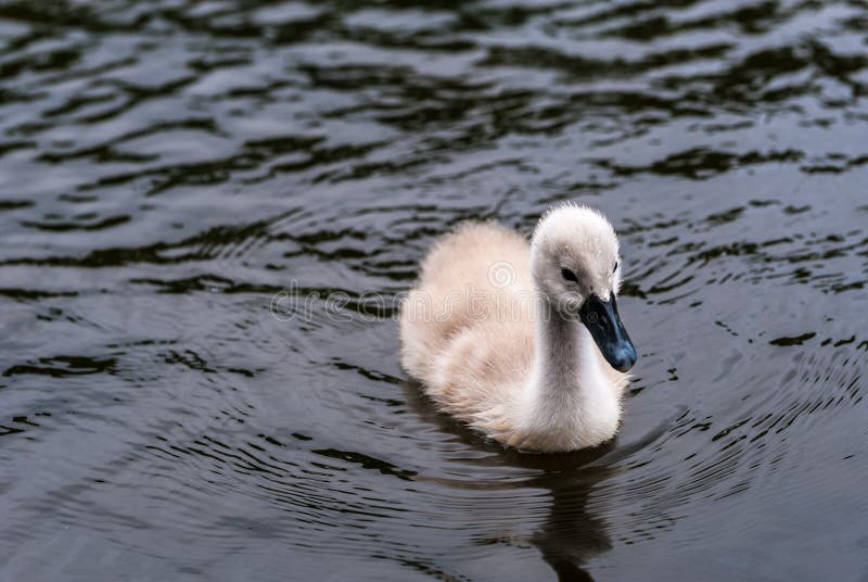 Petit Poussin Gris Mignon De Cygne Photo stock - Image du clavette ...