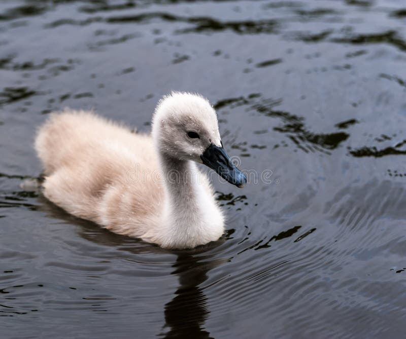 Petit Poussin Gris Mignon De Cygne Photo stock - Image du jeune, faune ...