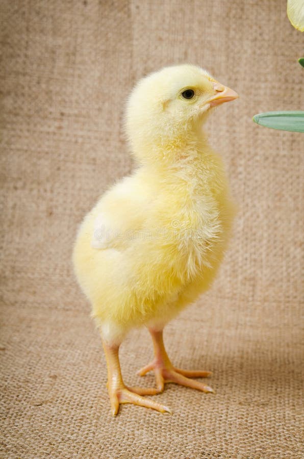 Petits poussins mignons image stock. Image du affermage - 39658833