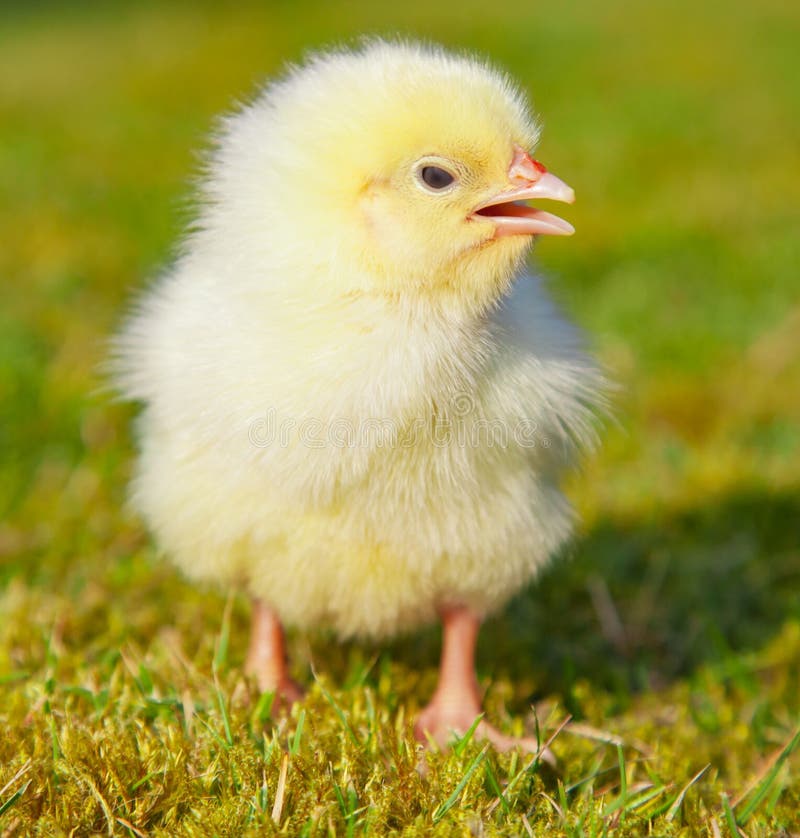 Petit Poussin Mignon Dehors Photo stock - Image du oiseau, herbe: 59498786