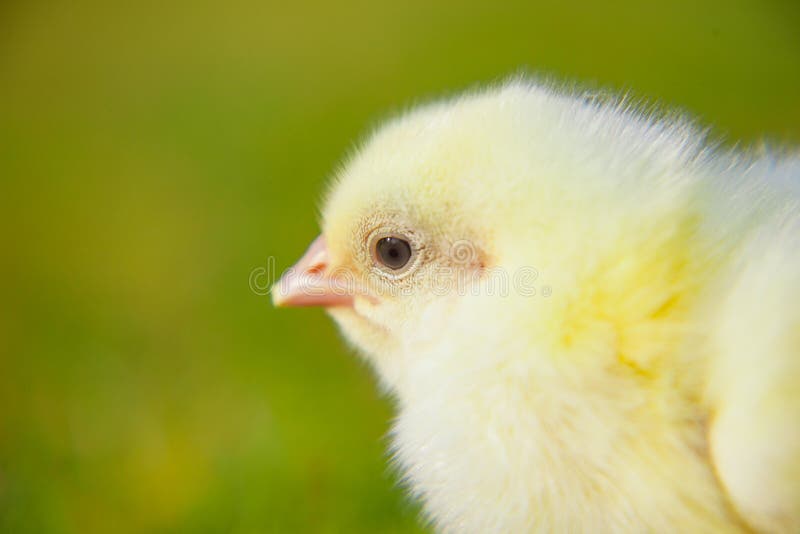 Petit Poussin Mignon Dehors Photo stock - Image du animal, texte: 59498786