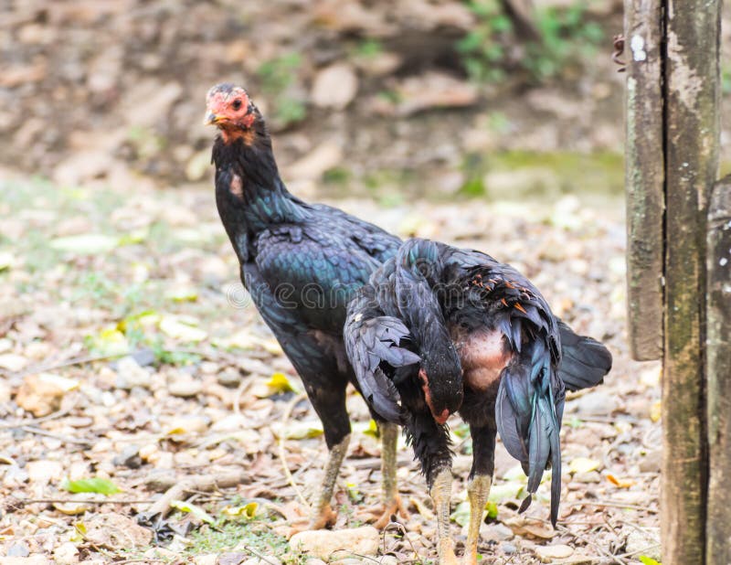 Petit poussin noir photo stock. Image du nouveau, créature - 87761254