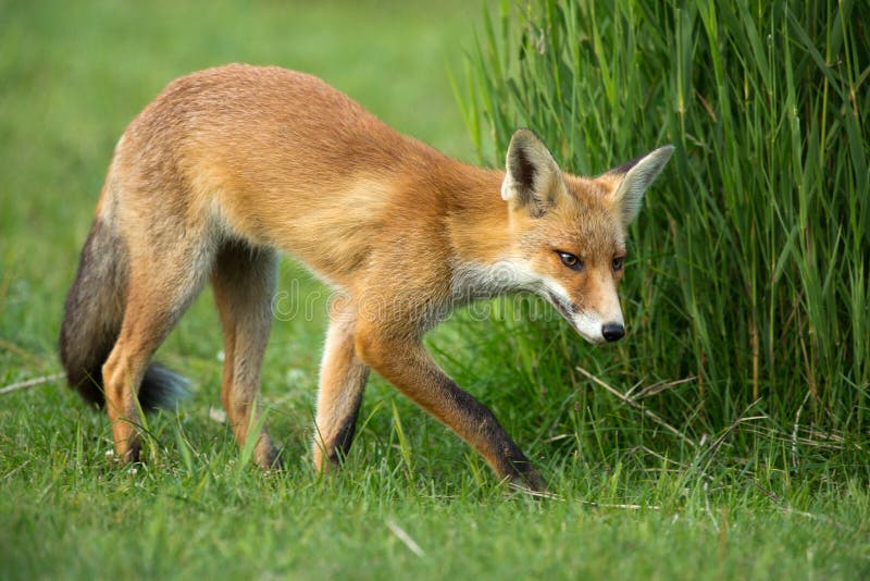 Renard Rouge De Petit Animal Photo stock - Image du velu, renard: 20728734