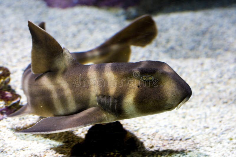 Petit requin photo stock. Image du corail, tranquille - 11685136