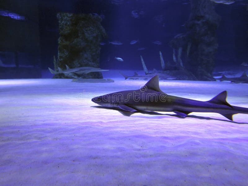 Un petit requin image stock. Image du coloré, petit, requins - 59507931