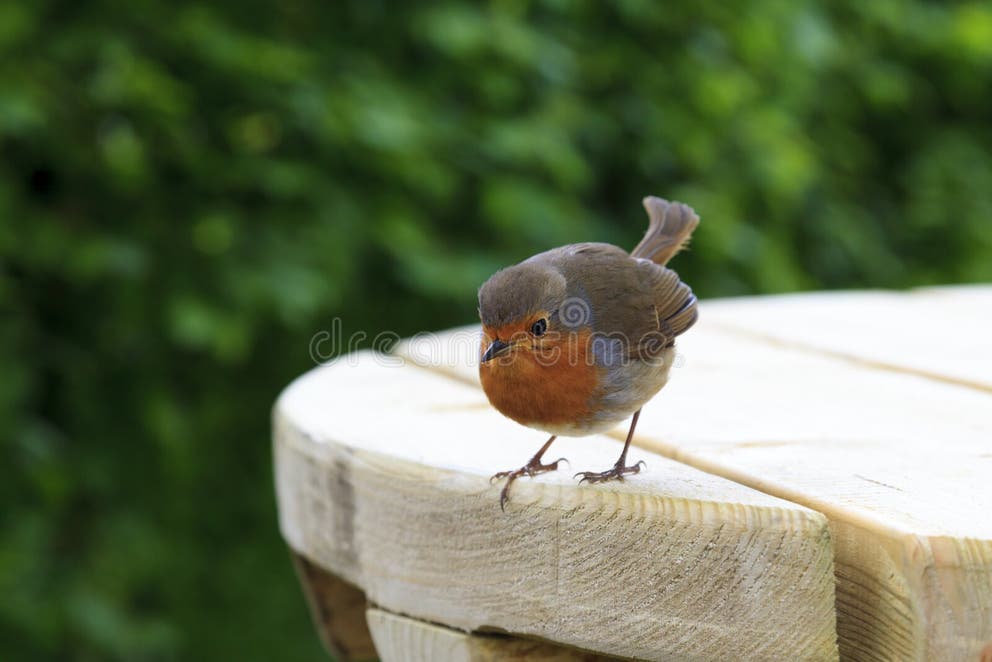 Petit Robin effronté photo stock. Image du titulaires - 85148846