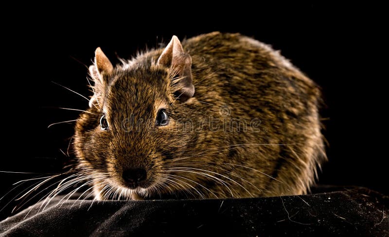 Petit Rongeur De Mastication Image stock - Image du gaufre, rongez ...