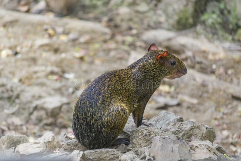 Petit rongeur image stock. Image du rongeur, pierre, animal - 71878431