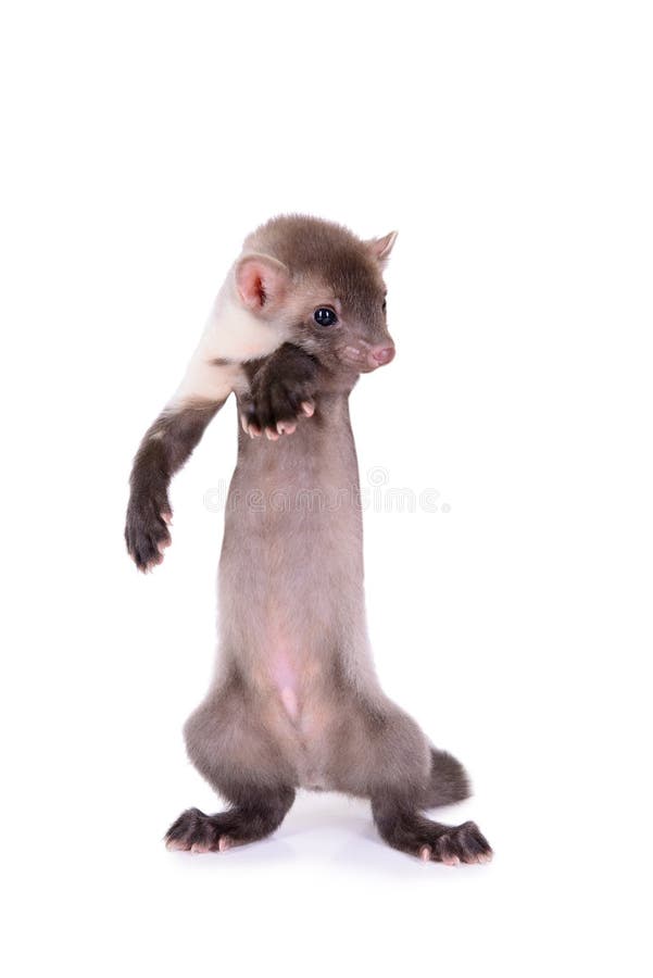 Petit rongeur animal image stock. Image of chiot, nature - 31815271