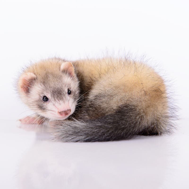 Petit rongeur animal image stock. Image du chiot, nature - 31815271