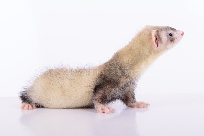 Petit rongeur animal image stock. Image du furet, vison - 31815275
