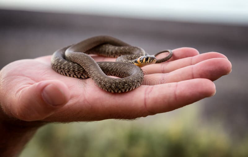 Petit serpent d'herbe photo stock. Image du petit, jaune - 52337646