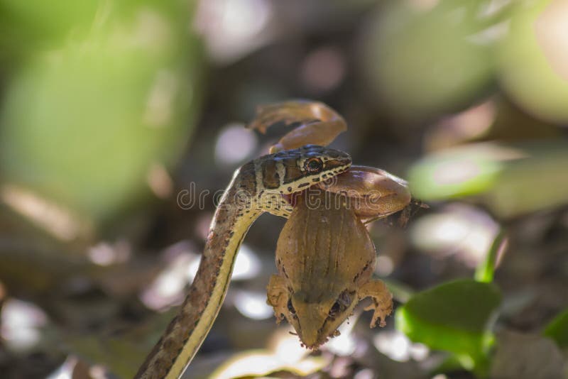 Petit Serpent De Sable Attrapant Et Mangeant Une Grenouille 10 Image ...