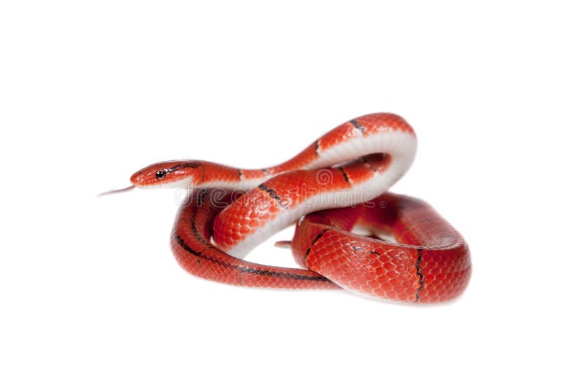 Petit Serpent En Bambou Rouge D'isolement Sur Le Blanc Photo stock ...