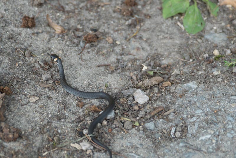 Petit serpent noir au sol photo stock. Image du dangereux - 128176372