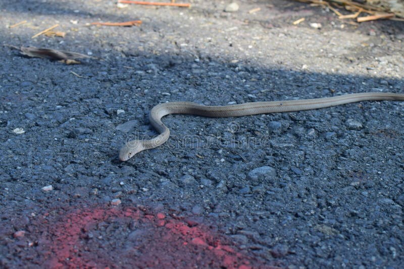Petit Serpent Rampant Le Long De La Route Image stock - Image of saleté ...