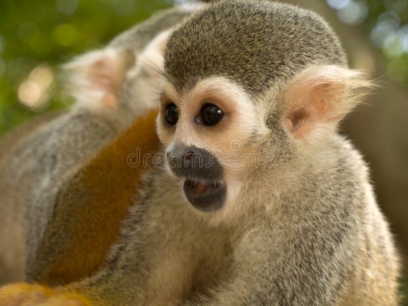 Petit singe photo stock. Image du mammifère, petit, singe - 63182896