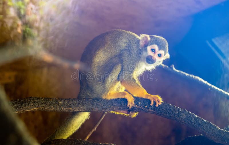 Singe Avec Les Anneaux Bleus Autour Des Yeux Grimpant à Un Arbre Image ...