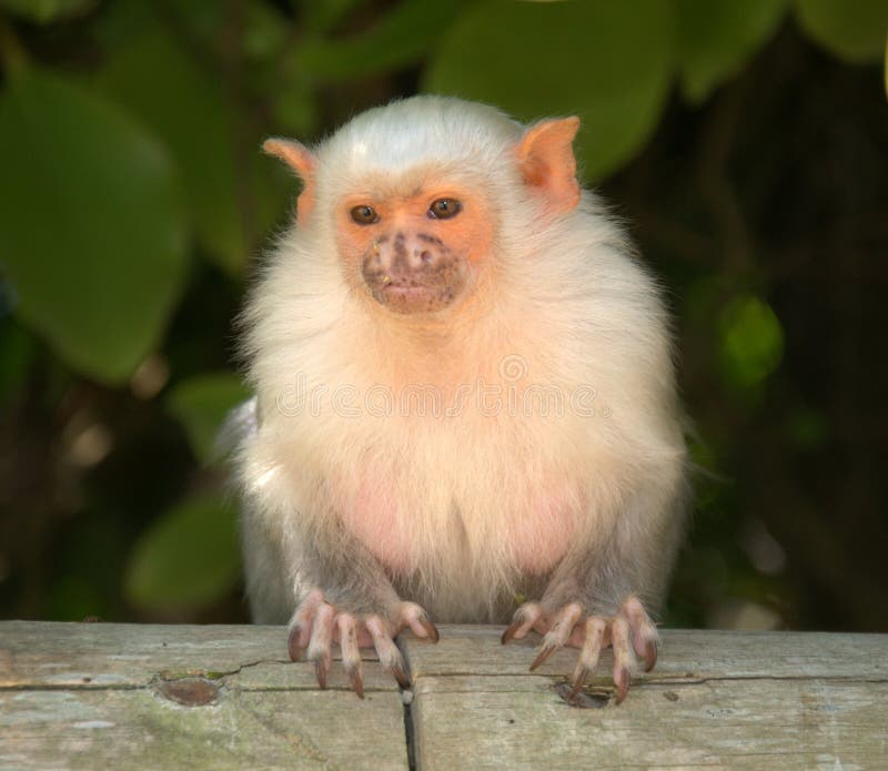 Petit singe mignon photo stock. Image du nature, singe - 14440942