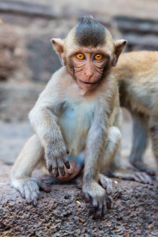 Petit Singe Mignon Se Reposant Et Regardant Dans L'appareil-photo Image ...