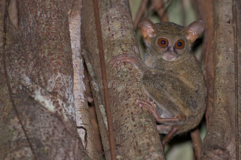 Petit Singe Nocturne De Tarsius Image stock - Image du espèces ...