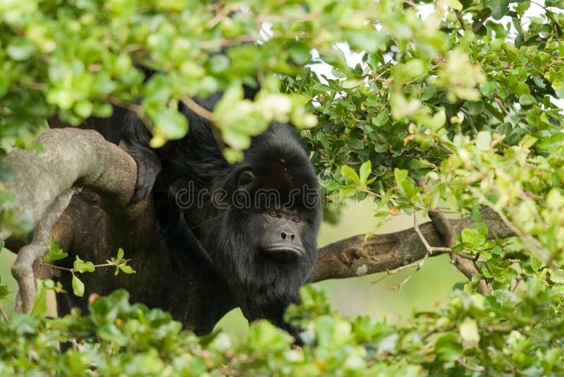 Petit Singe Noir Sur Une Branche Photo stock - Image du visage, miami ...