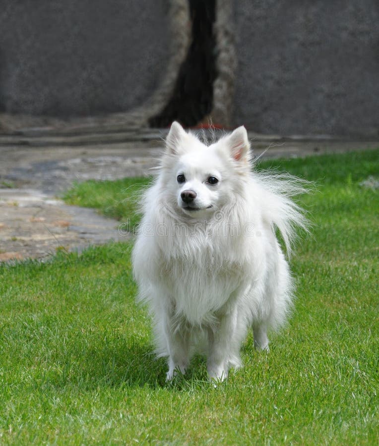 Petit spitz blanc runing image stock. Image du esquimau - 14435555