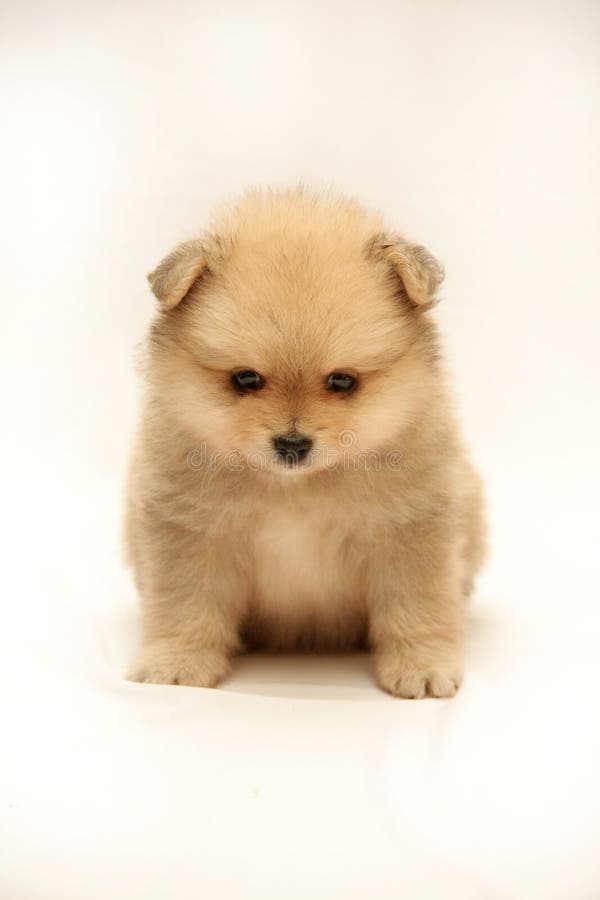 Petit spitz mignon photo stock. Image du petit, mignon - 21253608