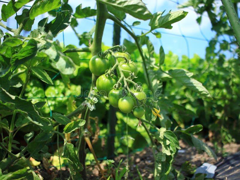 Petit Tomato Japan Stock Photos - Free & Royalty-Free Stock Photos from ...