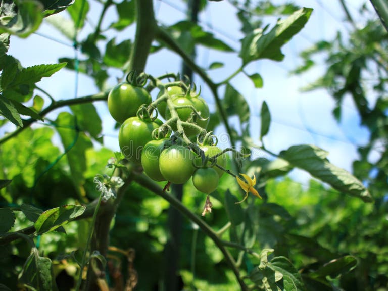 Petit Tomato Japan Stock Photos - Free & Royalty-Free Stock Photos from ...