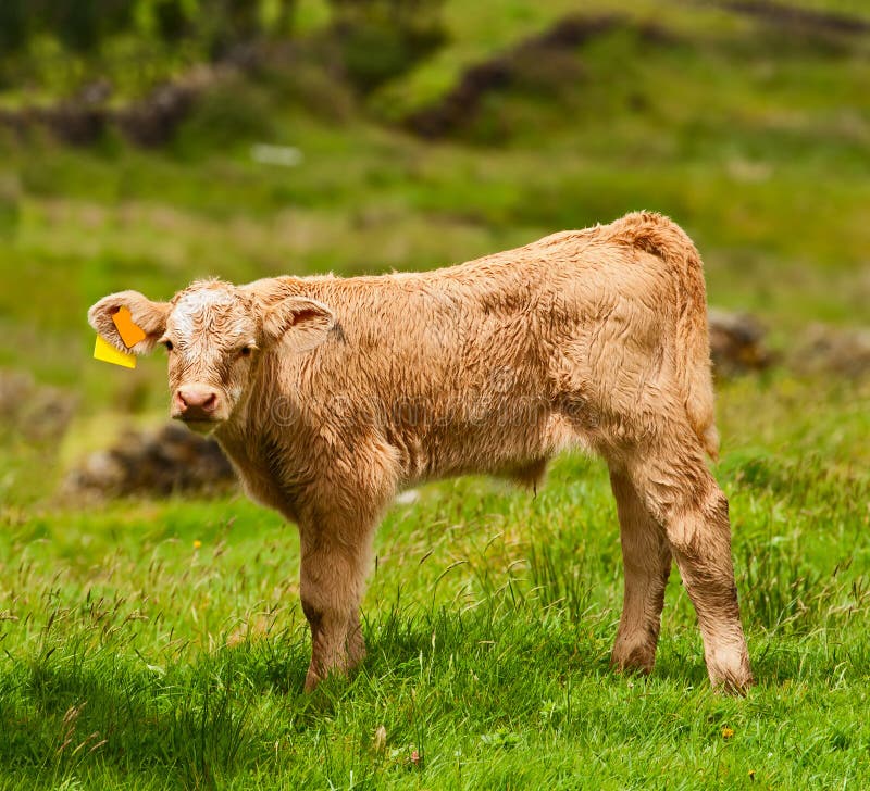 Petit veau image stock. Image du laiterie, zone, agriculture - 33475649