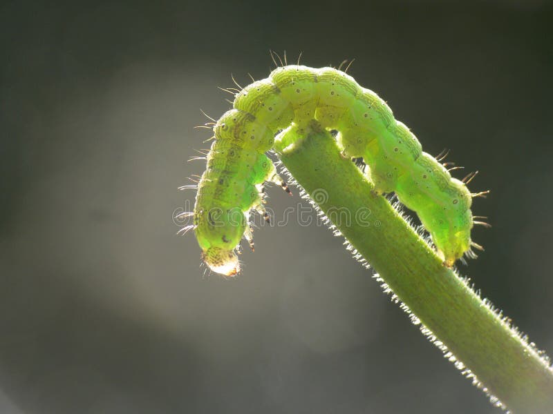 Petit ver vert photo stock. Image of nature, gris, points - 93651980