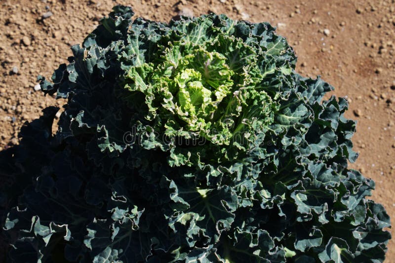 Petit vert stock image. Image of farm, closeup, kanagawa - 112436309