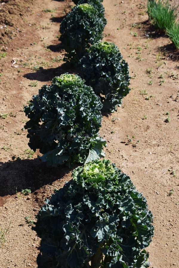 Petit vert stock photo. Image of vegetable, japan, vert - 112436316