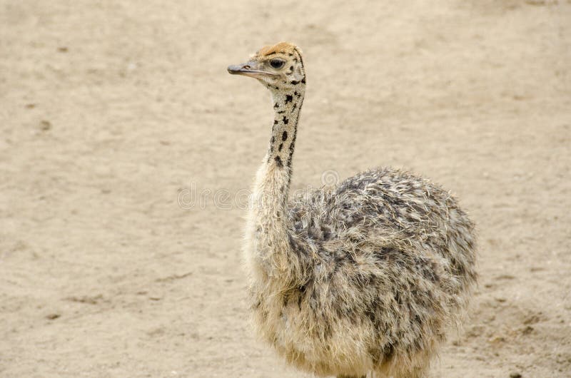 161 Photos de Autruche De Bébé - Photos de stock gratuites et libres de ...