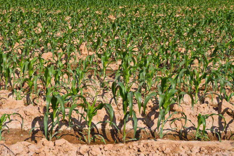 Petite Plante De Maïs Dans La Ferme Image stock - Image of horizon ...