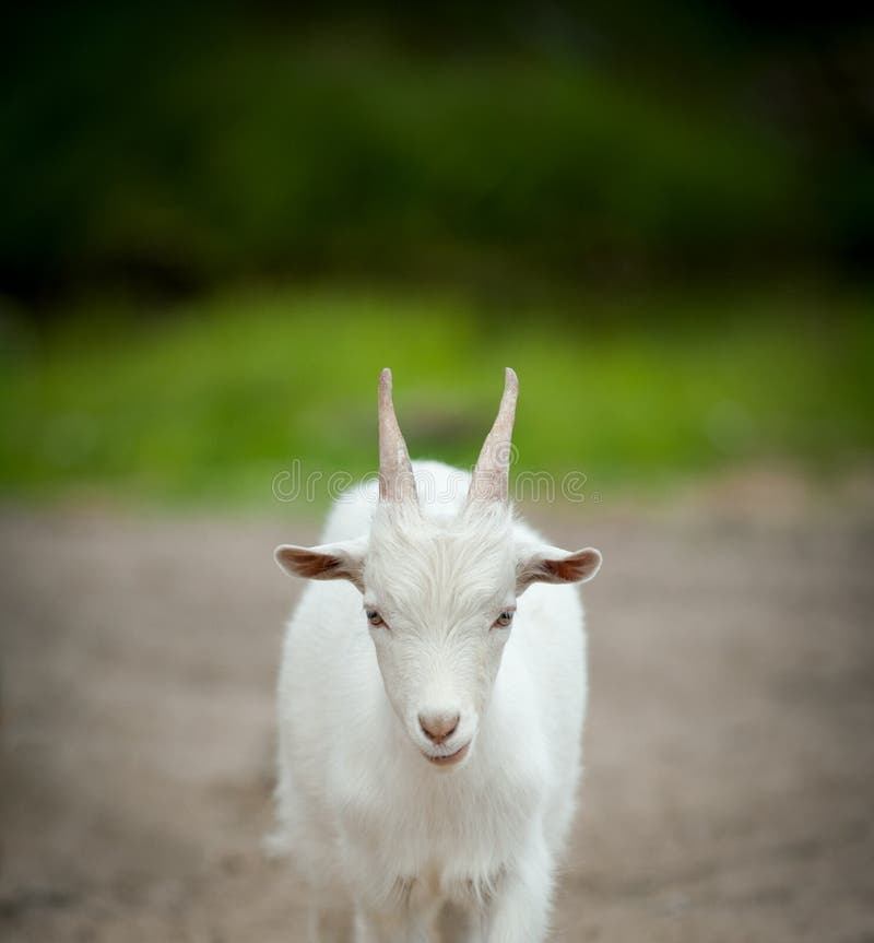 Petite chèvre blanche image stock. Image du pré, pelucheux - 50887135