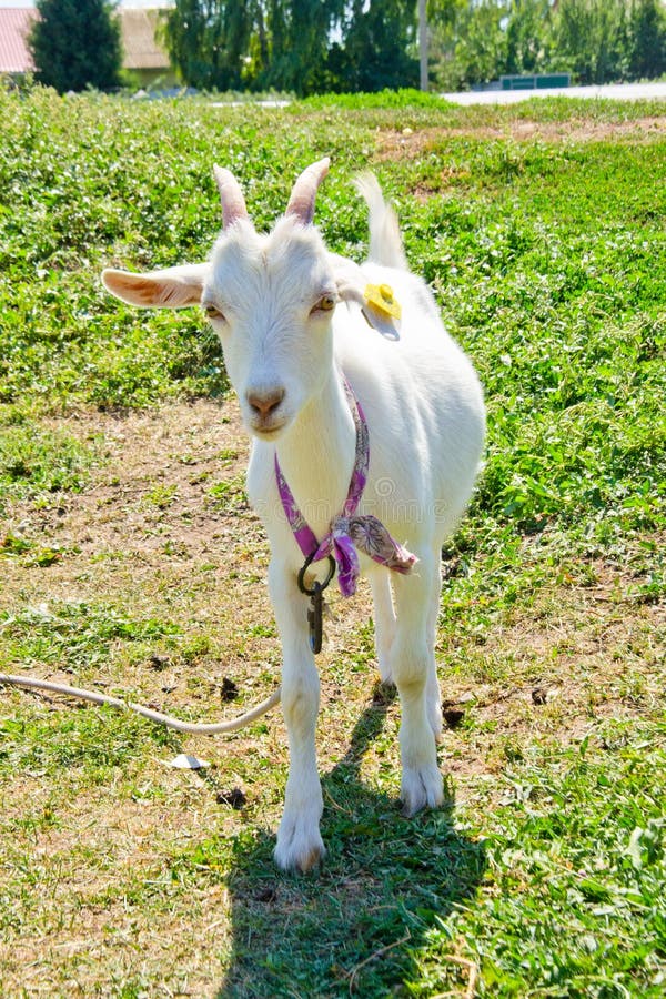 Petite chèvre blanche image stock. Image du pré, pelucheux - 50887135