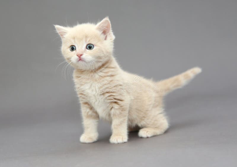 Petite Couleur Britannique De Beige De Chaton Photo stock - Image du ...