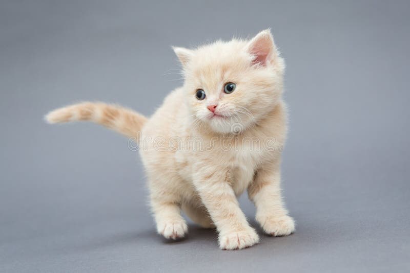 Petite Couleur Britannique De Beige De Chaton Photo stock - Image du ...