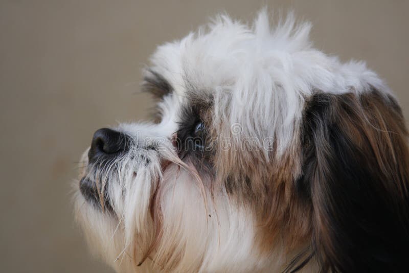 Petite dog stock image. Image of portrait, begging, lovely - 4336835