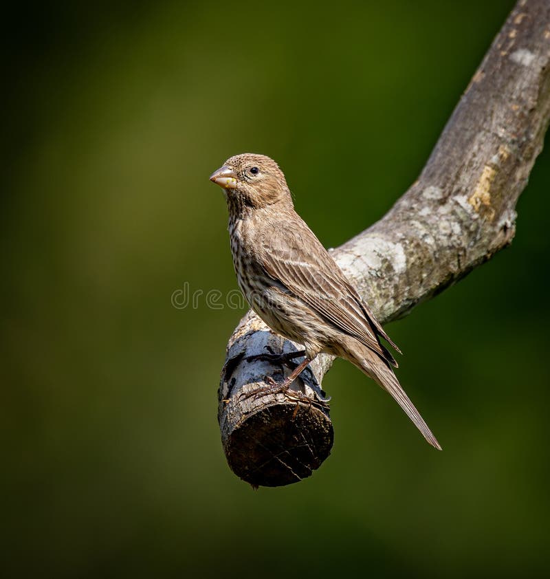 Petite Female Perches on Tree Branch in Spring Stock Photo - Image of ...